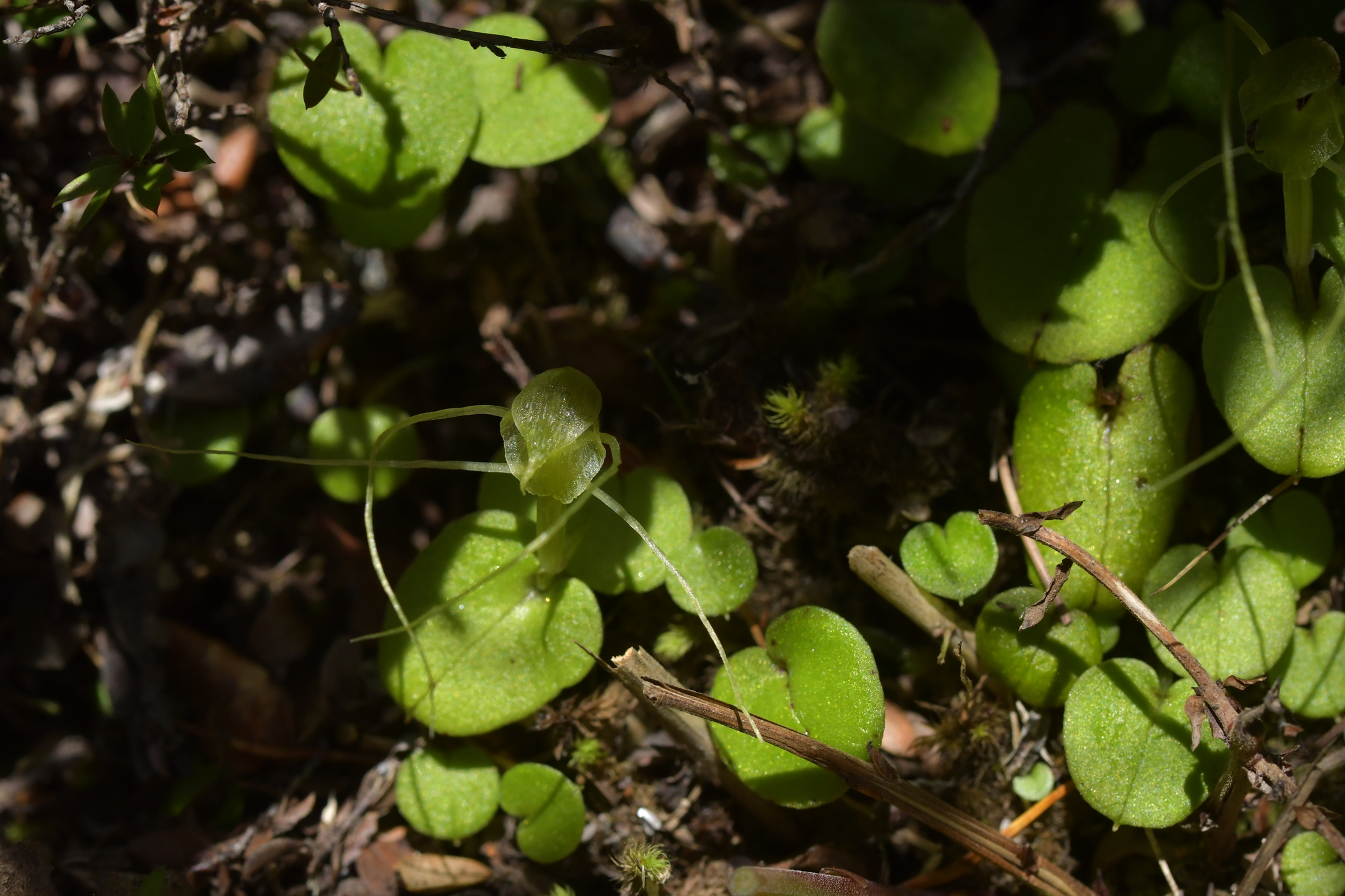 Corybas papa Molloy & Irwin