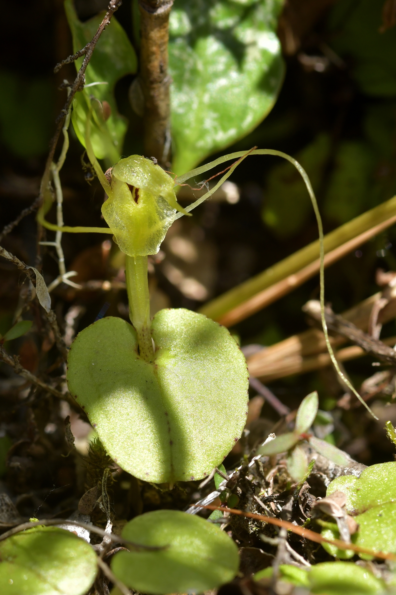 Corybas papa Molloy & Irwin