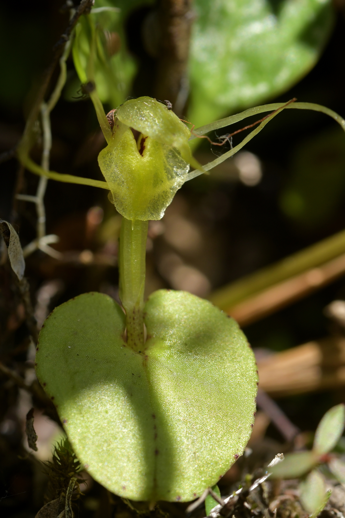 Corybas papa Molloy & Irwin