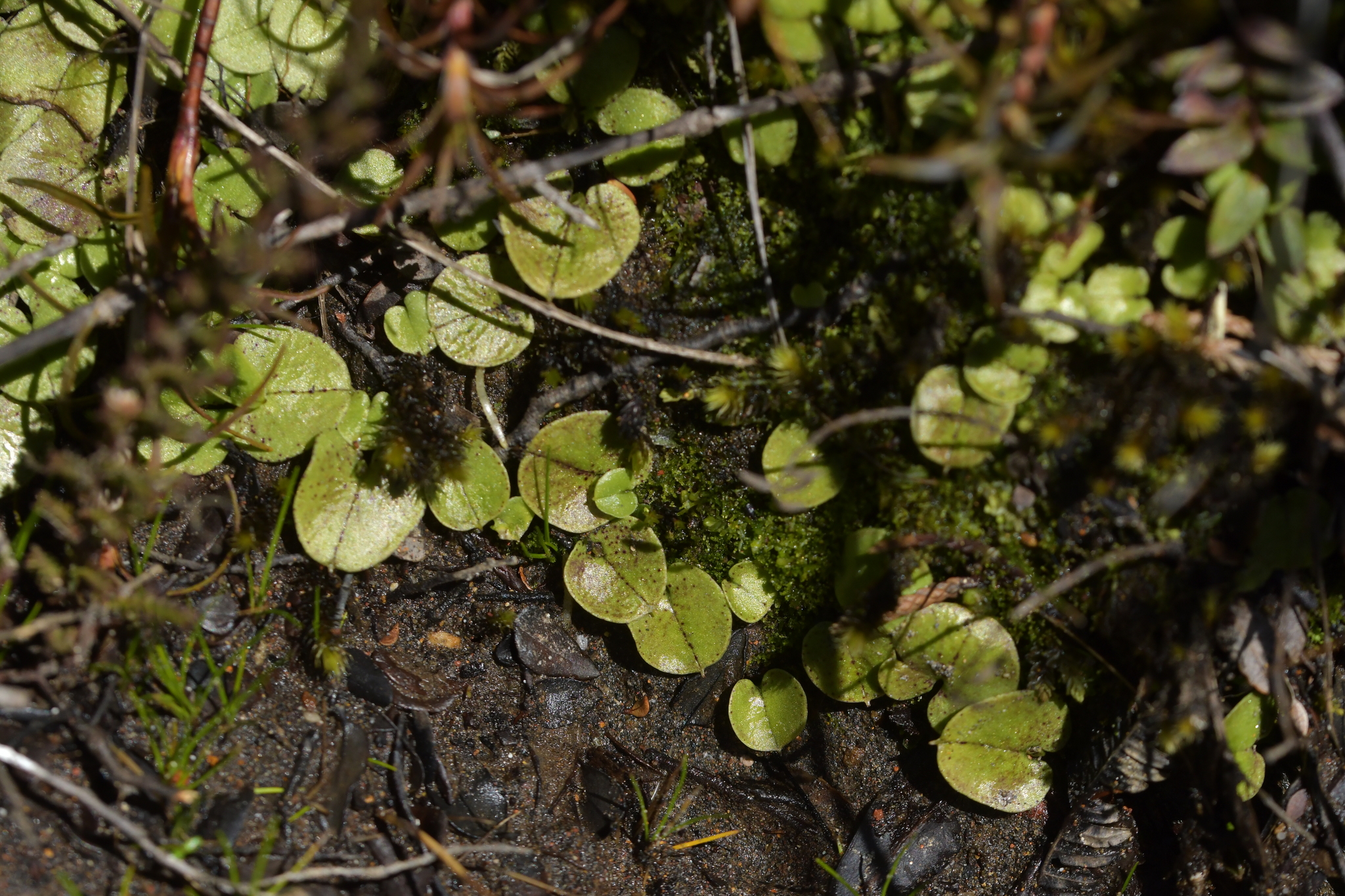 Corybas papa Molloy & Irwin