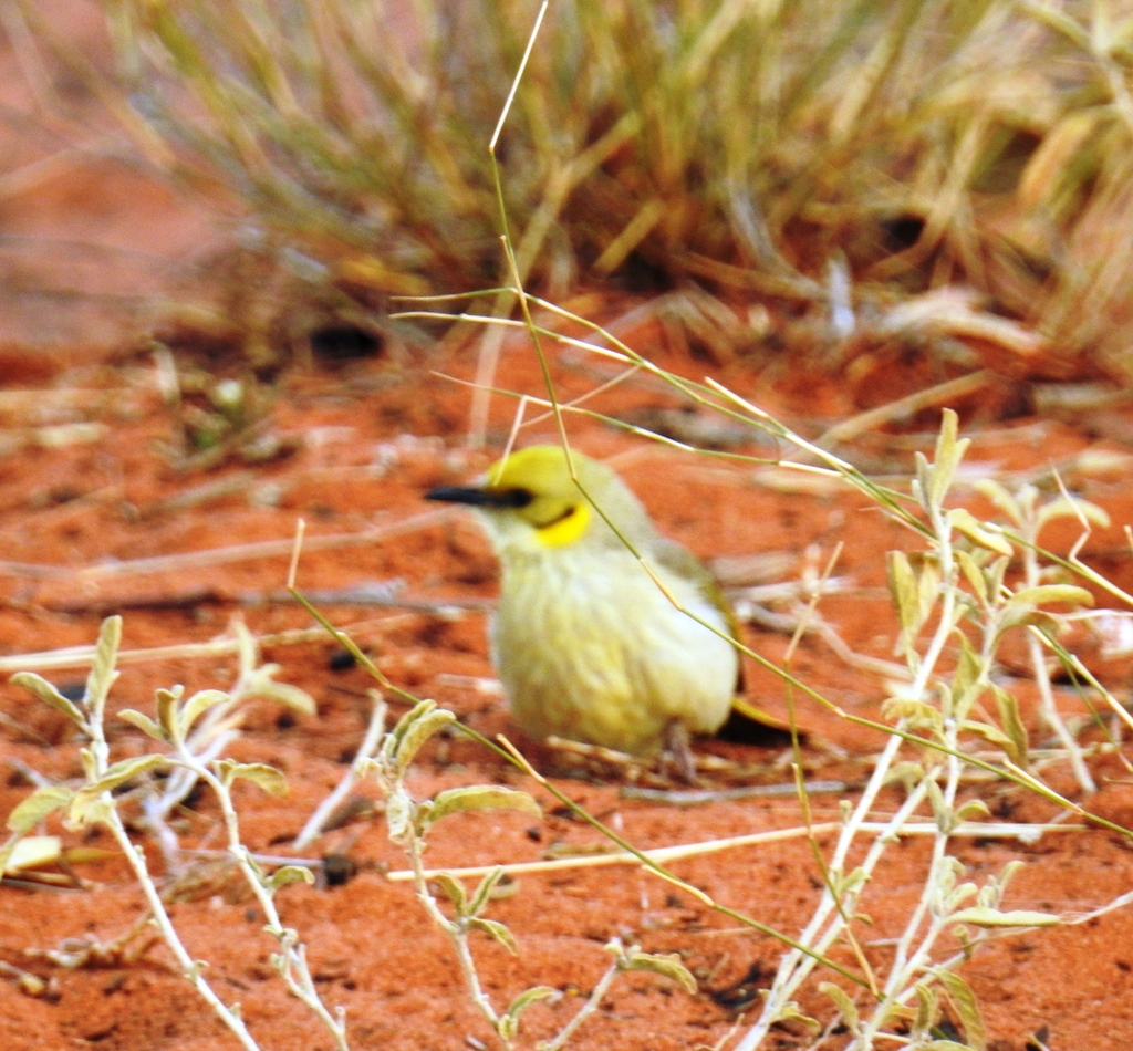 Grey-fronted Honeyeater from Beadell WA 6440, Australia on September 13 ...