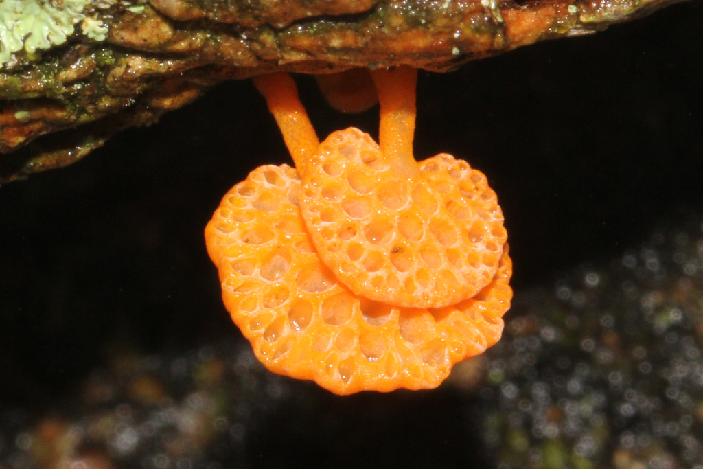 orange pore fungus from Springbrook QLD 4213, Australia on February 13 ...