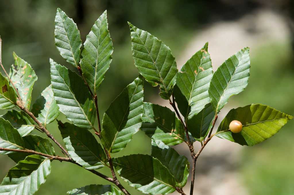 臺灣山毛櫸 (臺灣的校園樹木) · iNaturalist