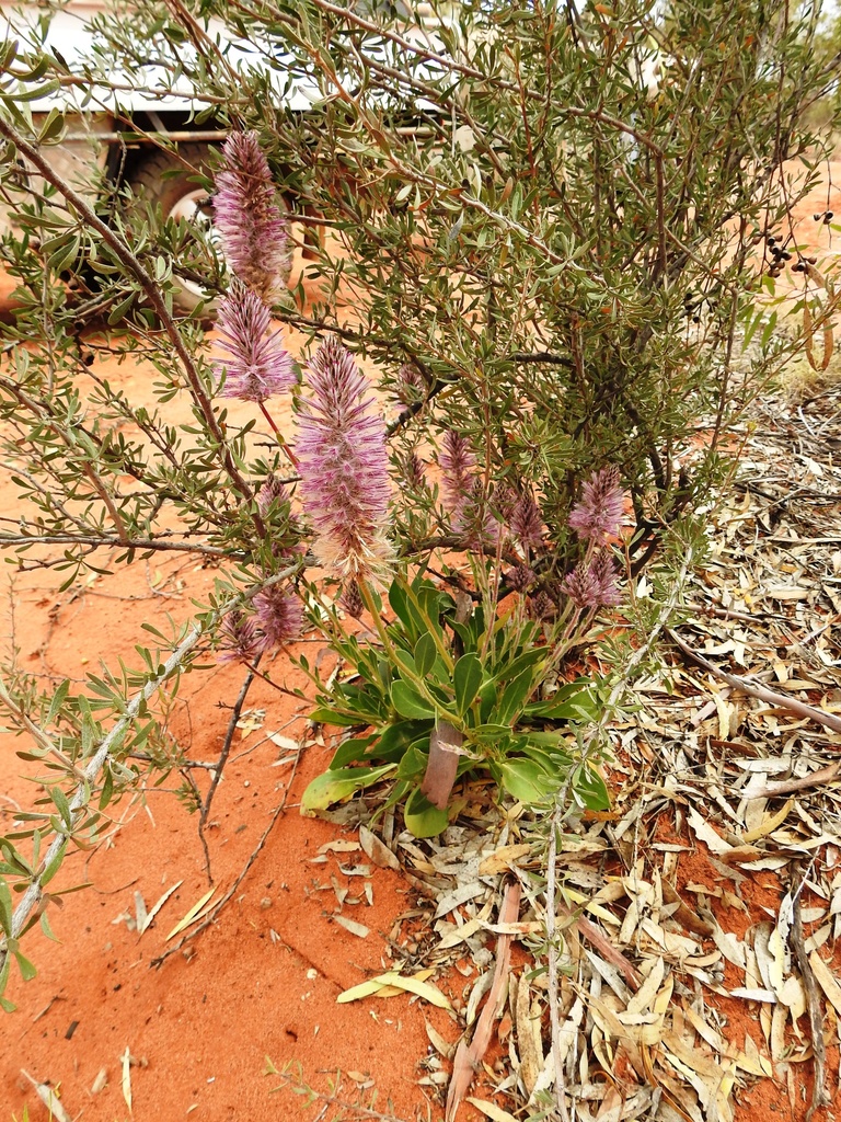 Pink Mulla Mulla from Beadell WA 6440, Australia on September 13, 2022 ...