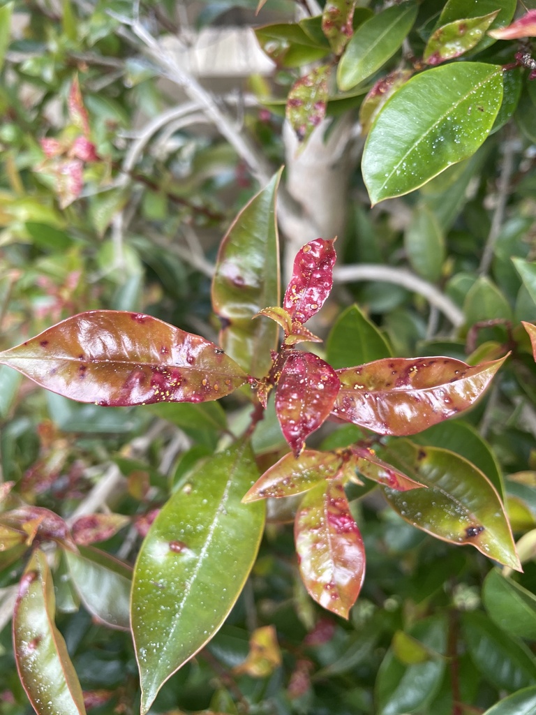 Myrtle Rust from North Island, Auckland, Auckland, NZ on October 26 ...