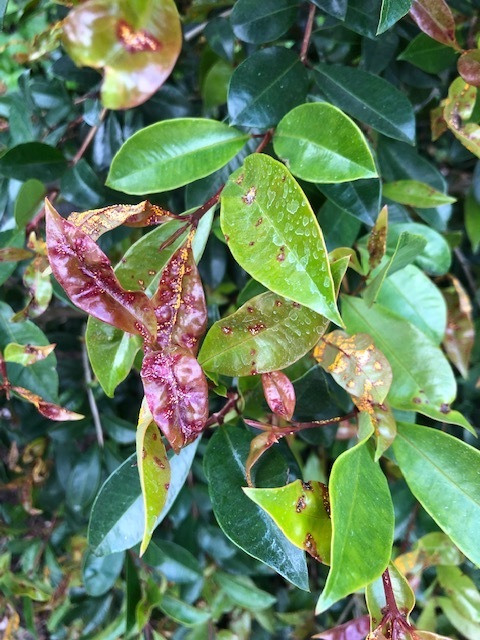 Myrtle Rust from North Shore, Hauraki, Auckland, New Zealand on October ...