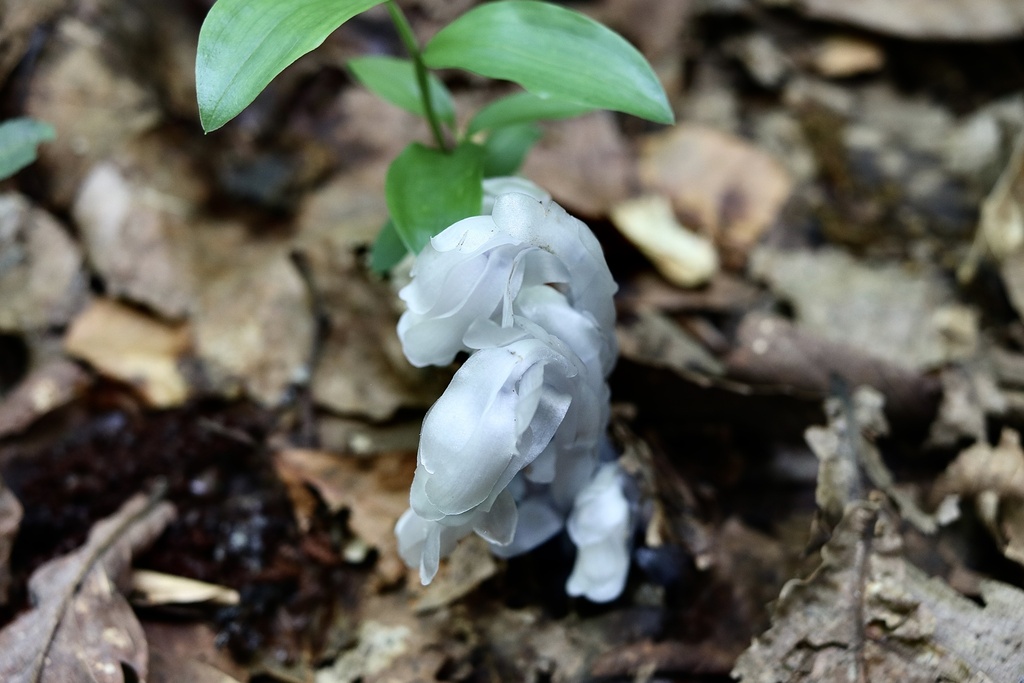 Monotropastrum humile from 川原平大川添, 中津軽郡西目屋村, 青森県, JP on June 09, 2022 ...