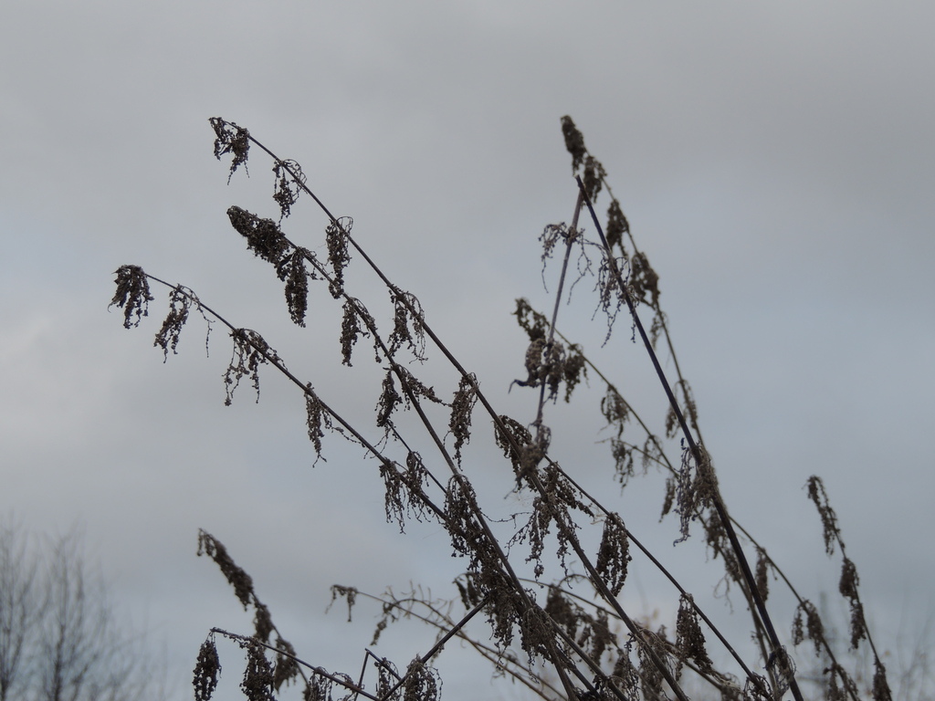 Fen Nettle from г. Заречный, Свердловская обл., Россия on October 26 ...