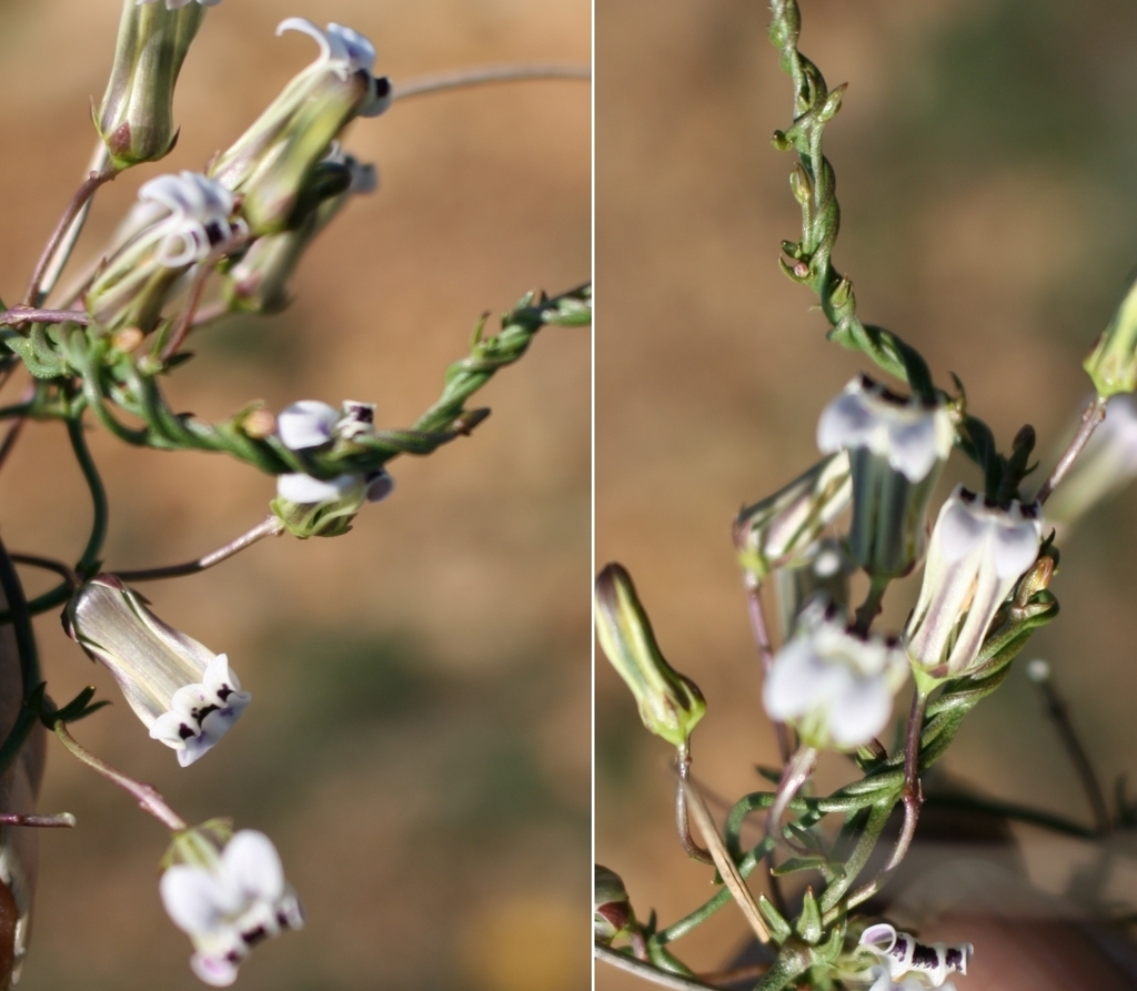 Cyphia angustiloba from Overberg District Municipality, South Africa on ...