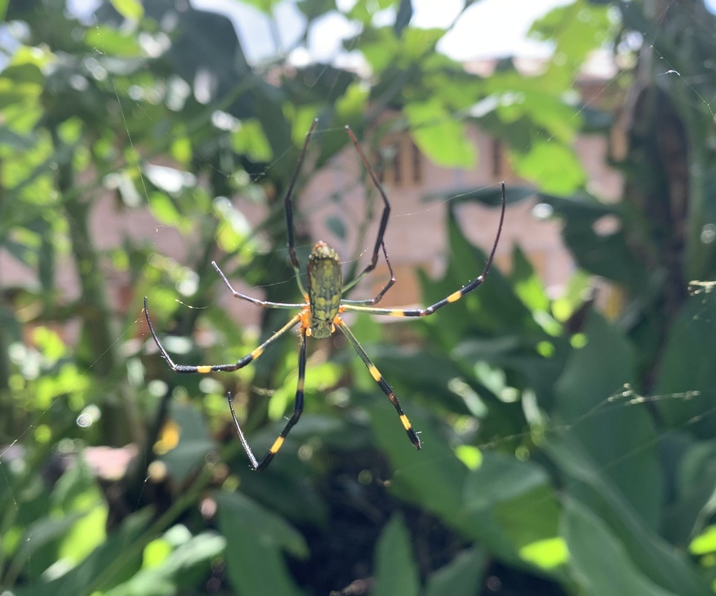 Joro Spider from Shan, MM on October 26, 2022 at 12:36 PM by ...