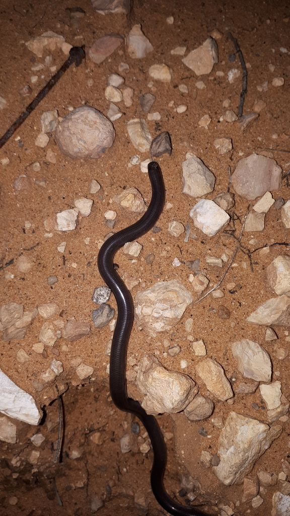Dark-spined Blind Snake from 30km E by N of Swan Reach, S. AUST on ...