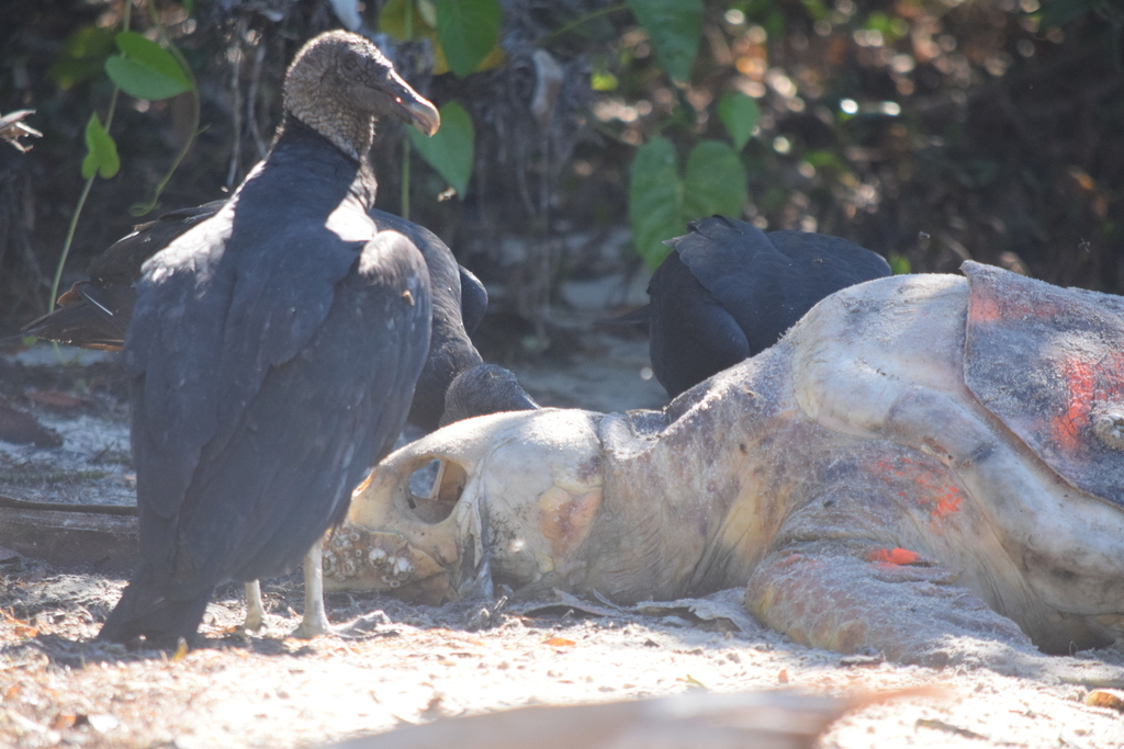 Black Vulture from 4200 54th Ave S, St. Petersburg, FL 33711, USA on October 25, 2022 at 09:13 ...