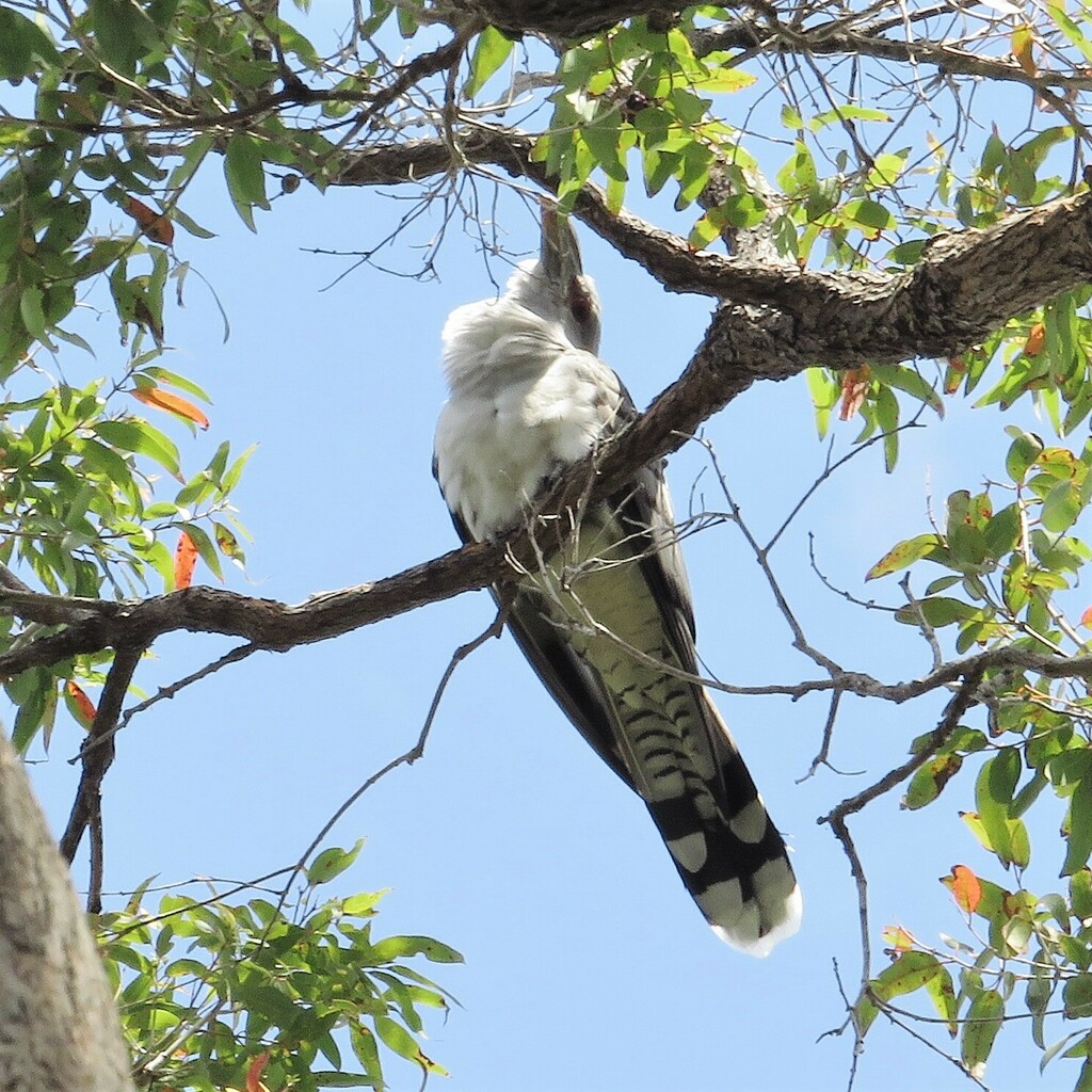 Channel-billed Cuckoo from Wallaga Lake NSW 2546, Australia on October ...