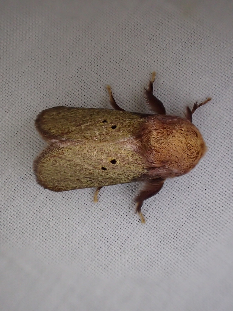 Four-spotted Cup Moth from 30km E by N of Swan Reach, S. AUST on ...