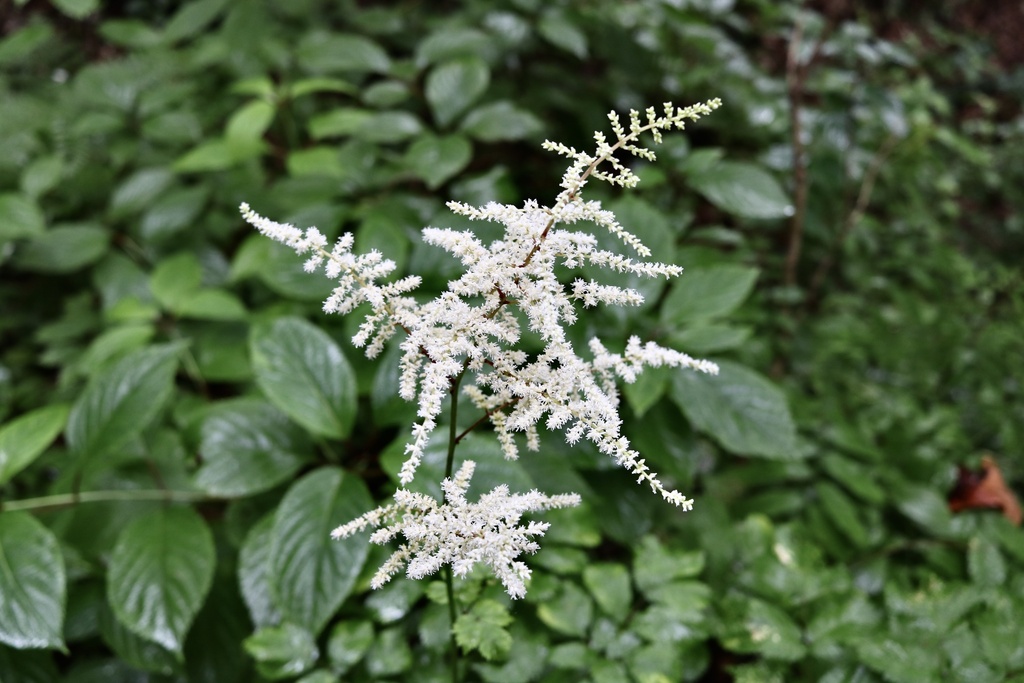 Tall False-buck's-beard from 県道28号, 中津軽郡西目屋村, 青森県, JP on July 22, 2022 ...