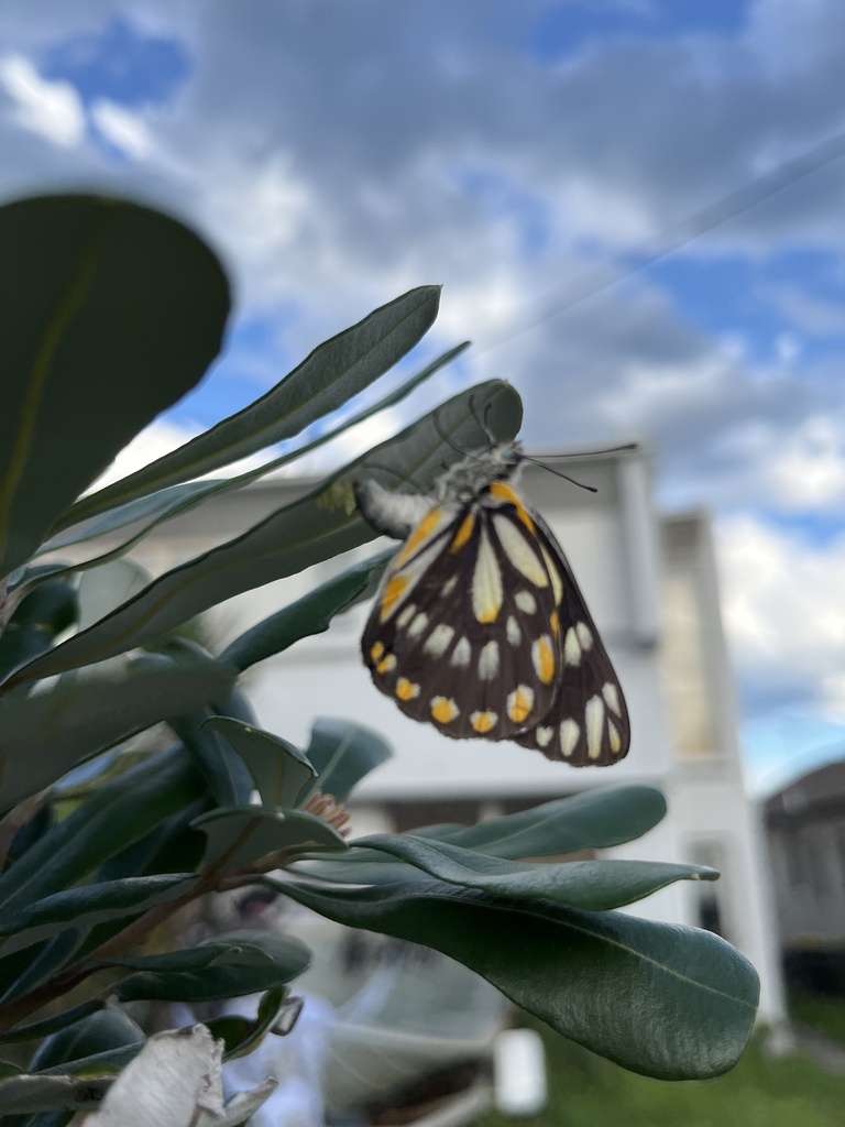 Caper White from Wilson St, Maroubra, NSW, AU on October 26, 2022 at 05 ...