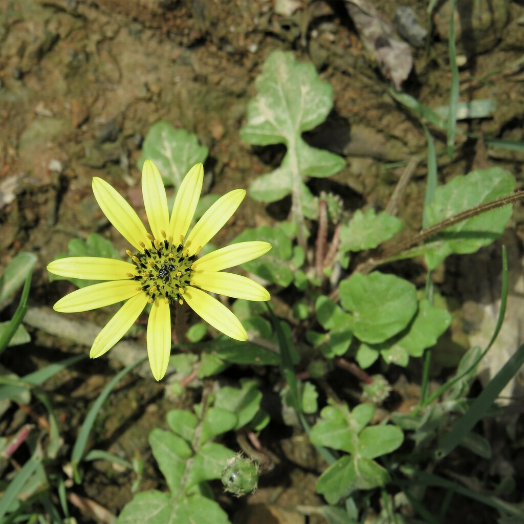 Capeweed from Bermagui NSW 2546, Australia on October 26, 2022 at 12:30 ...