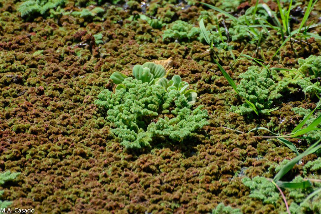 Azolla nilotica from Loitokitok, Kenia on October 3, 2022 at 10:08 AM ...