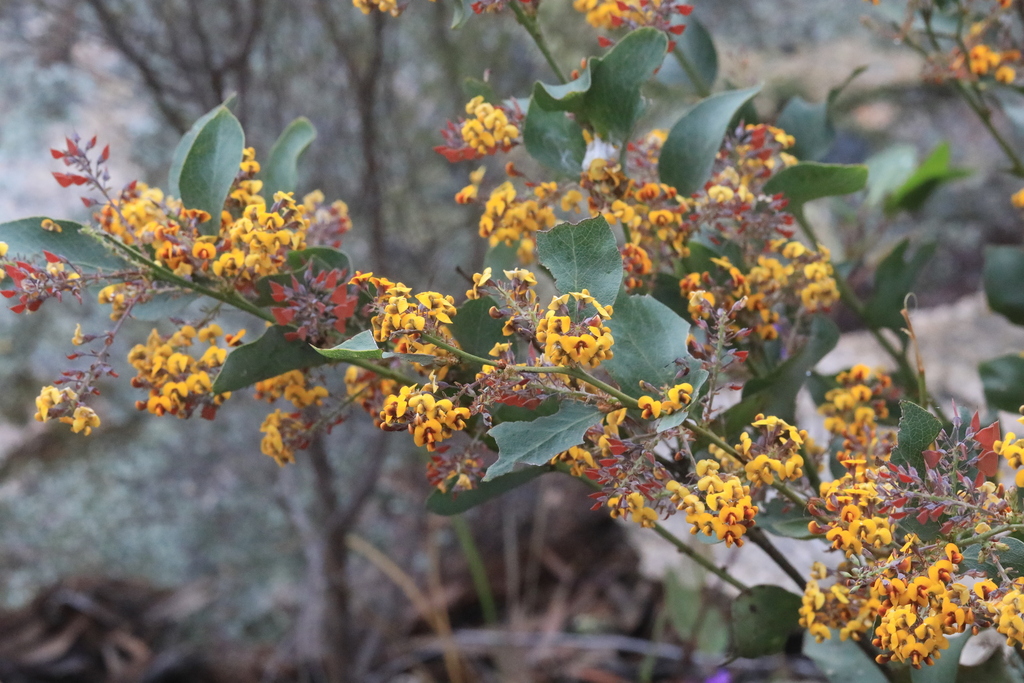 hop bitter-pea from Girraween QLD 4382, Australia on October 20, 2022 ...