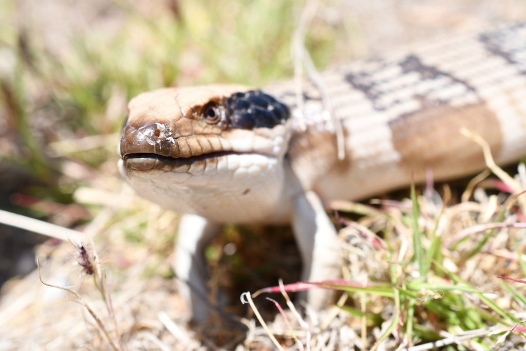Western Blue-tongued Skink from Nanga WA 6537, Australia on October 11 ...