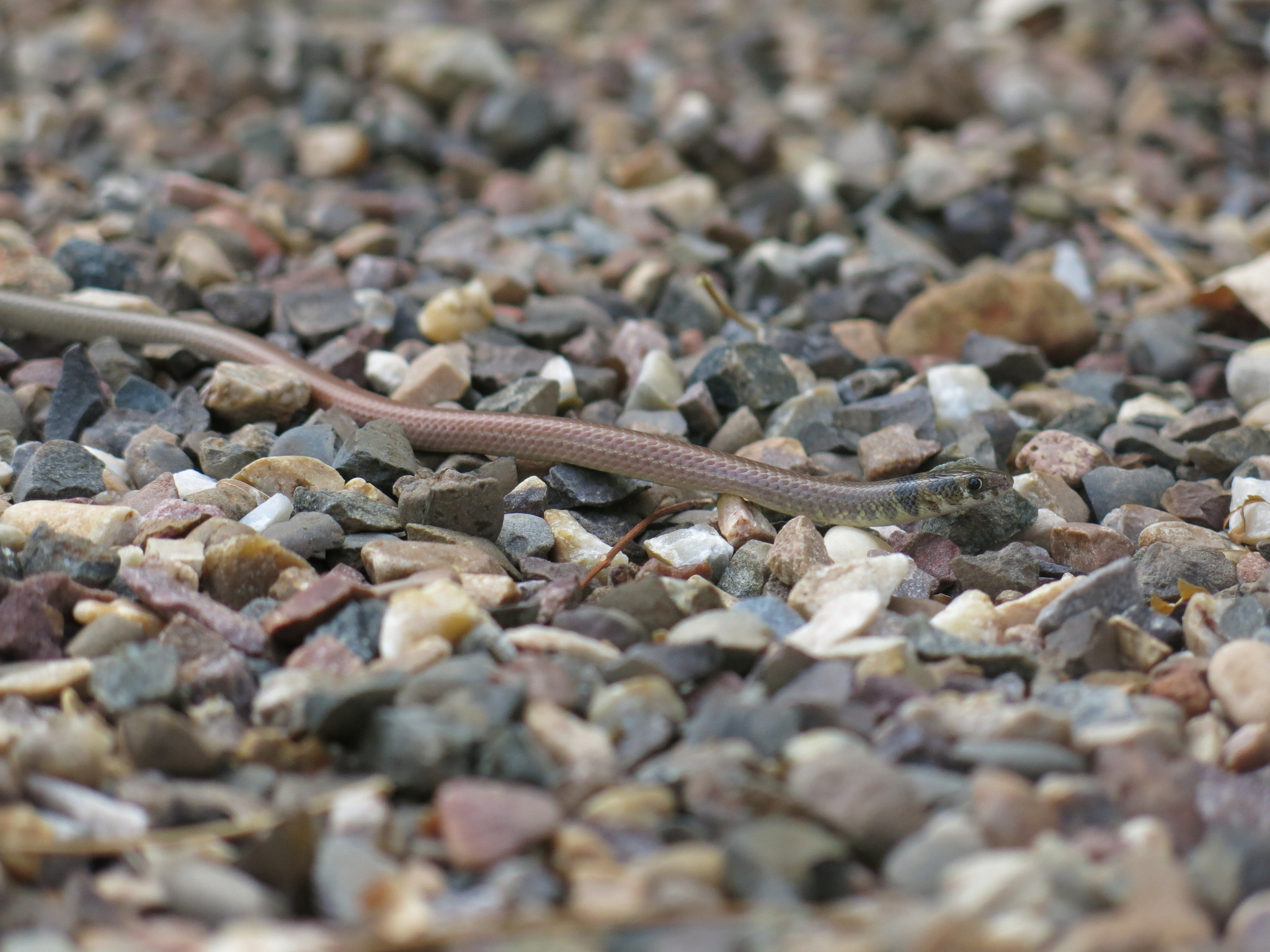 Delma borea Kluge, 1974