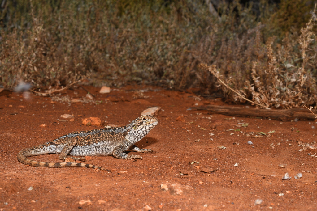 Western Netted Dragon from Hamelin Pool WA 6532, Australia on October ...