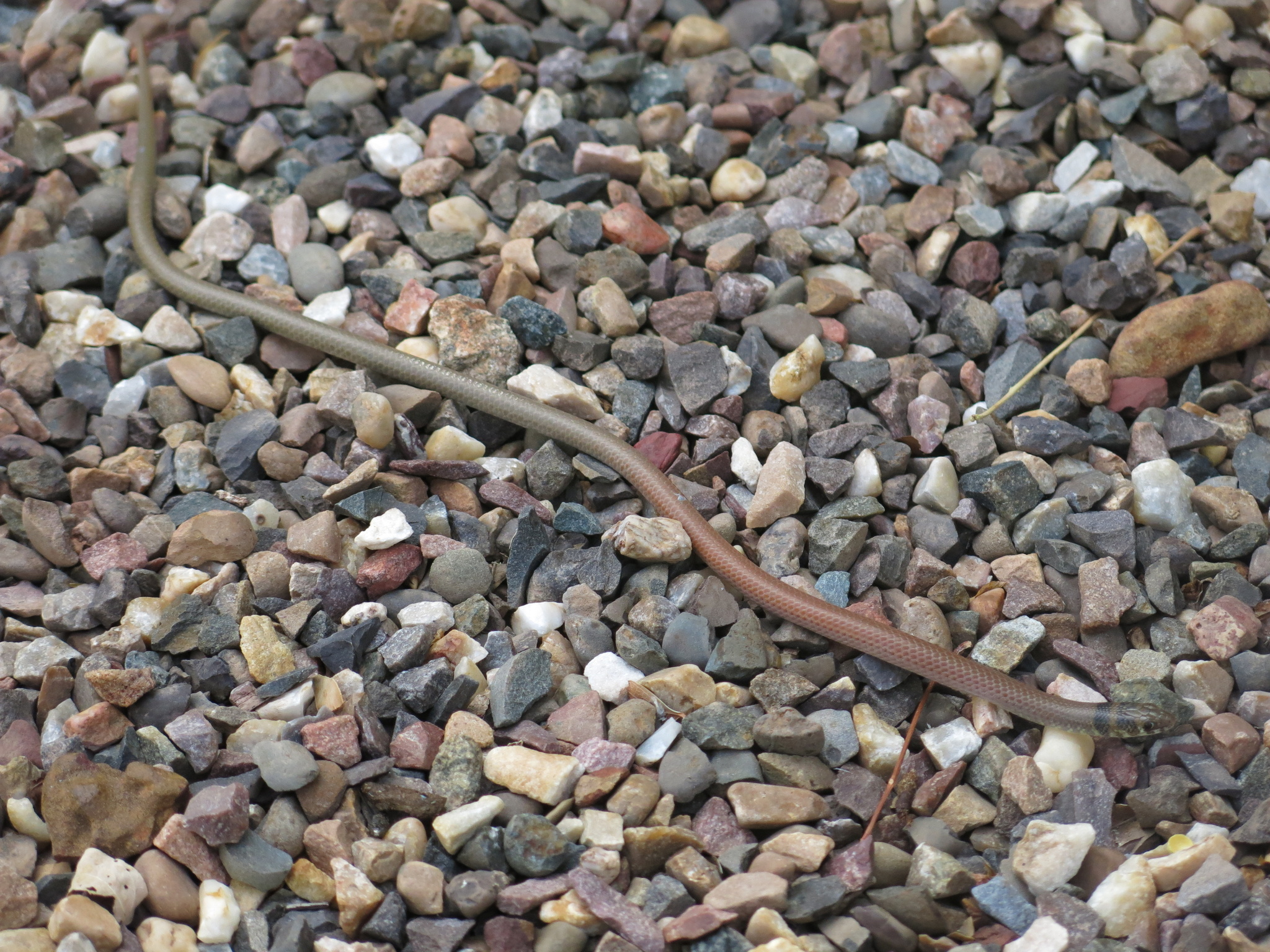 Delma borea Kluge, 1974