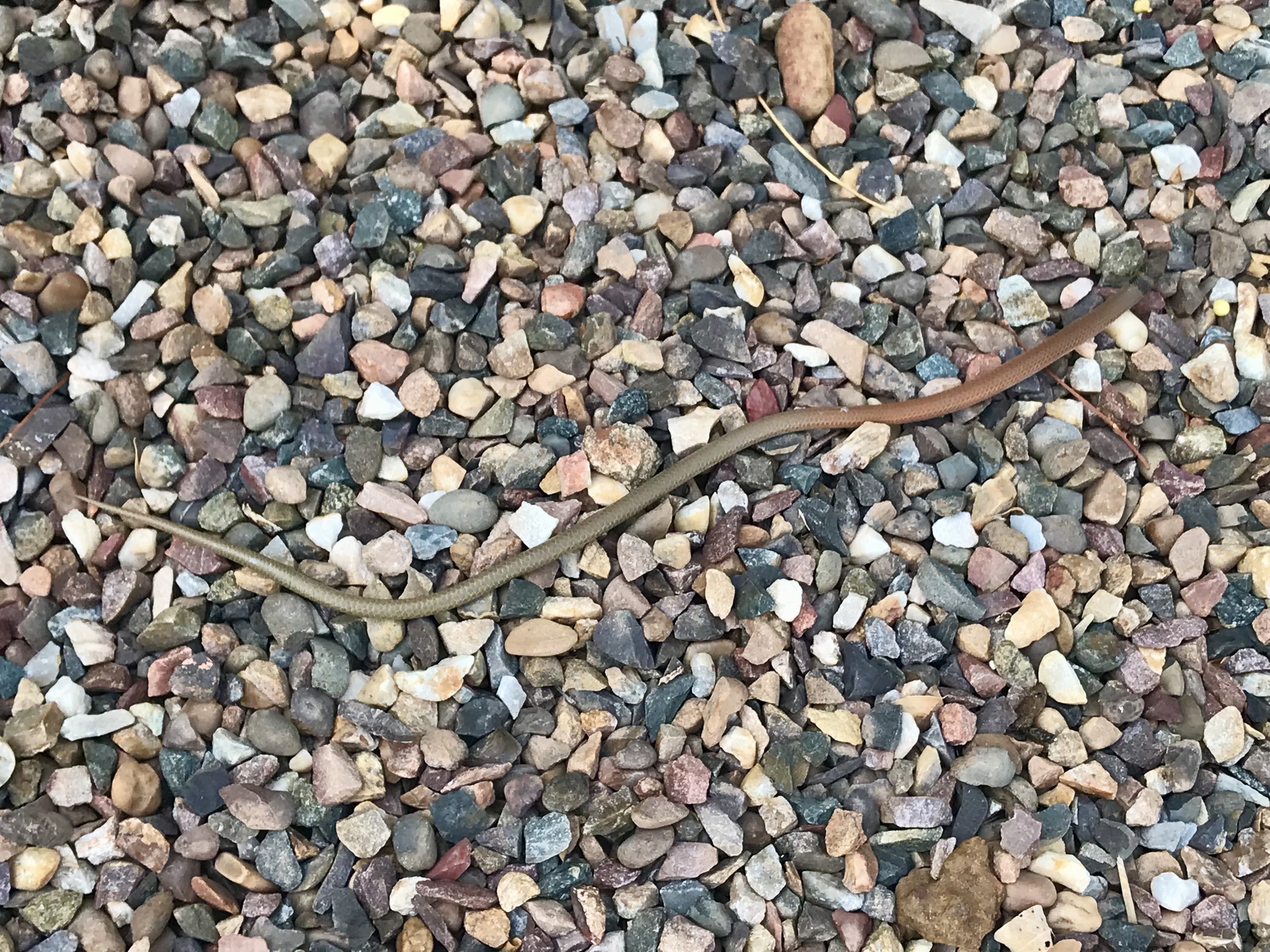 Delma borea Kluge, 1974