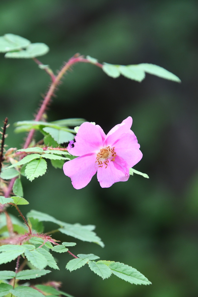 Prickly Wild Rose (Rosa acicularis) - Botanical Realm