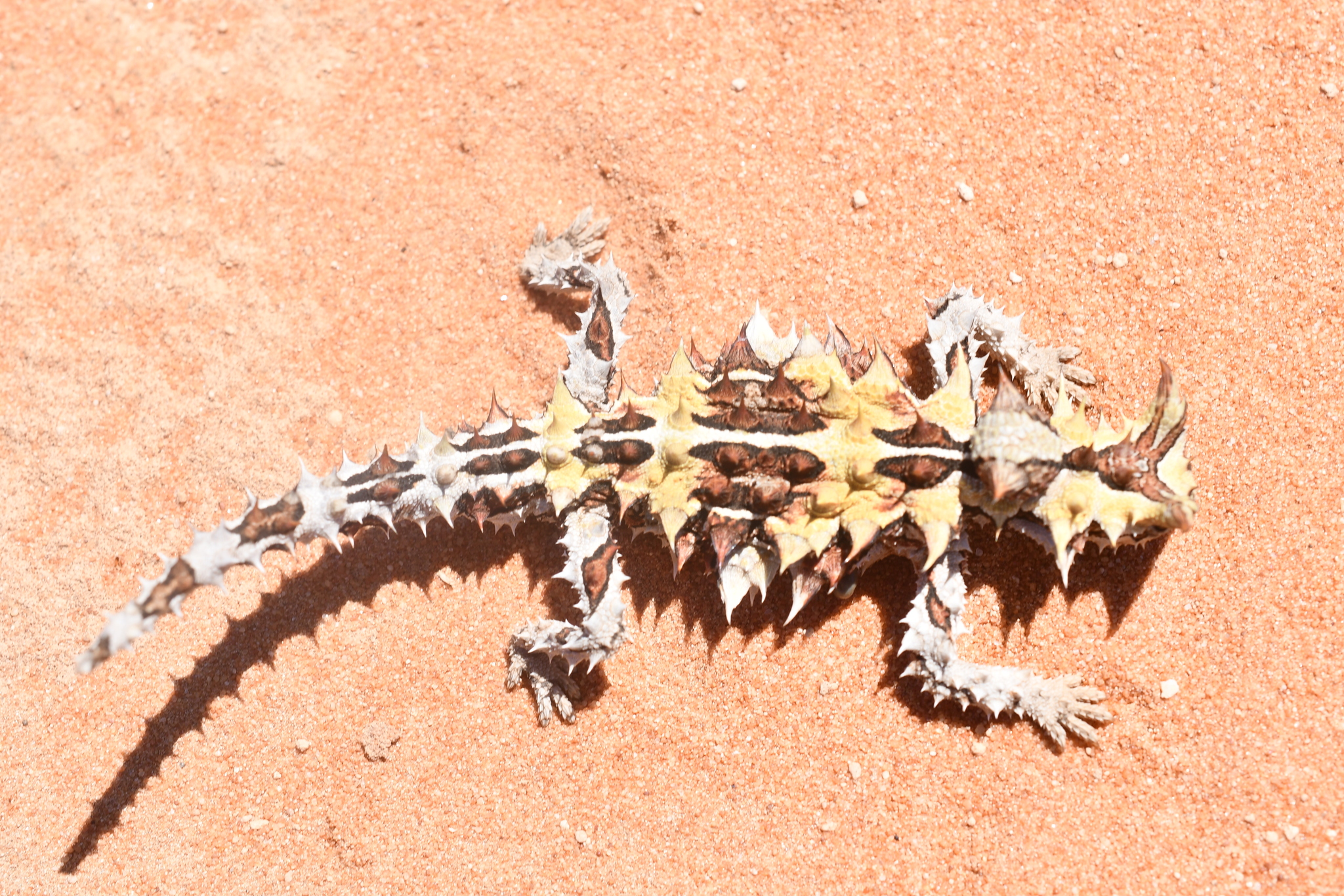 Moloch horridus Gray, 1841