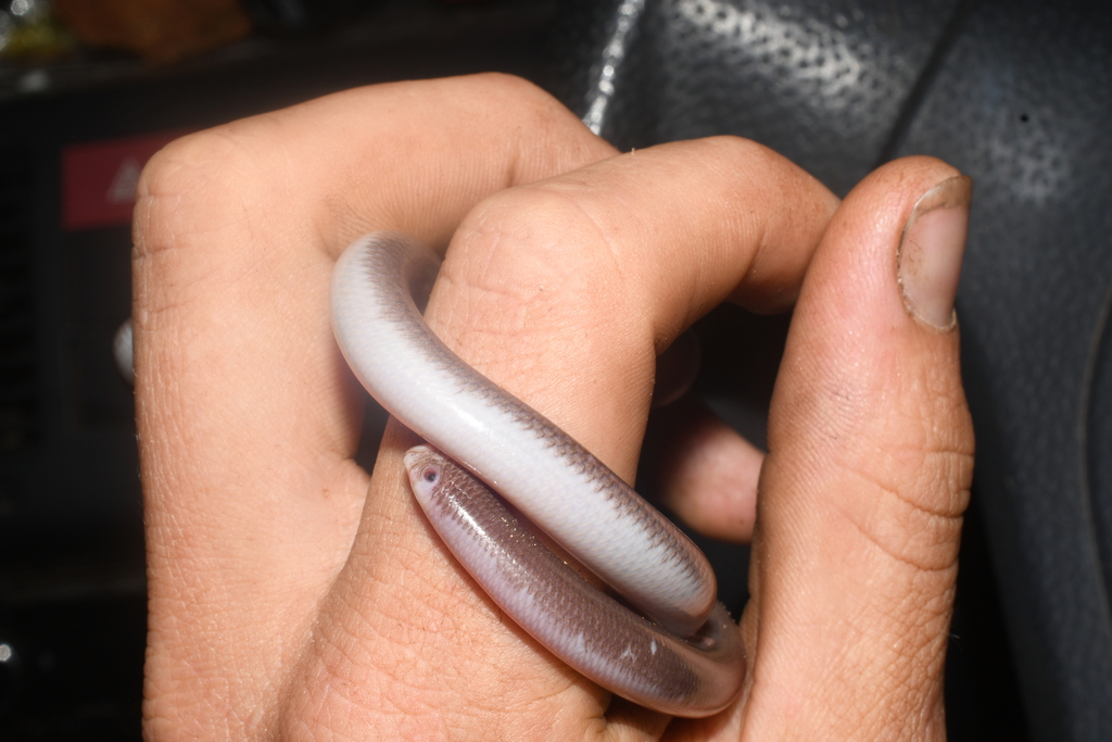Pale-headed Blind Snake from Francois Peron National Park WA 6537 ...