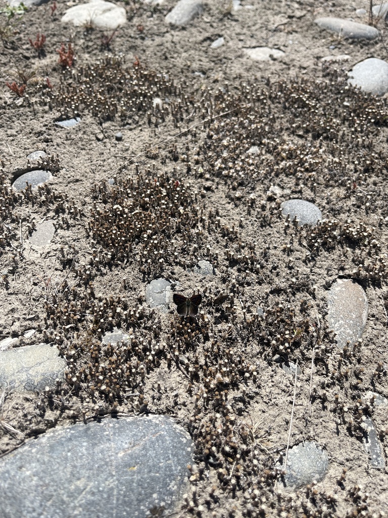 Boulder Copper from Te Waipounamu/South Island, West Melton, Canterbury ...