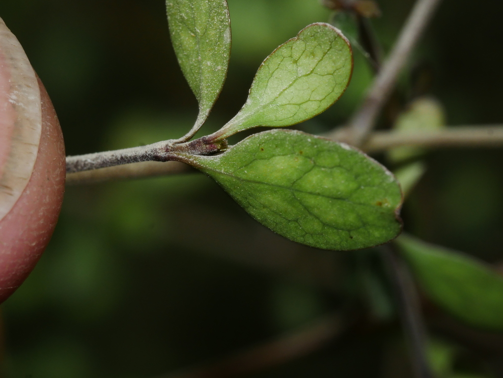 Coprosma rigida from Tora 5782, New Zealand on October 26, 2022 at 04: ...