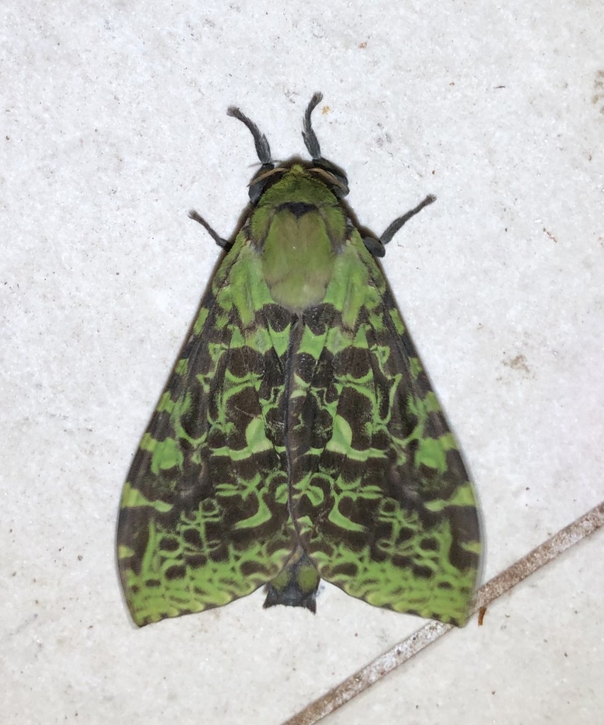 Puriri moth from Te Ika-a-Māui/North Island, New Plymouth, Taranaki, NZ ...