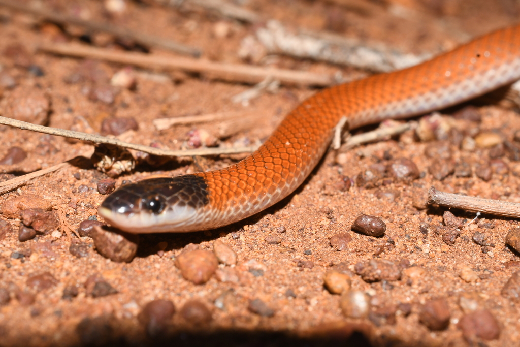 Monk Snake from Paynes Find WA 6612, Australia on October 17, 2022 at ...