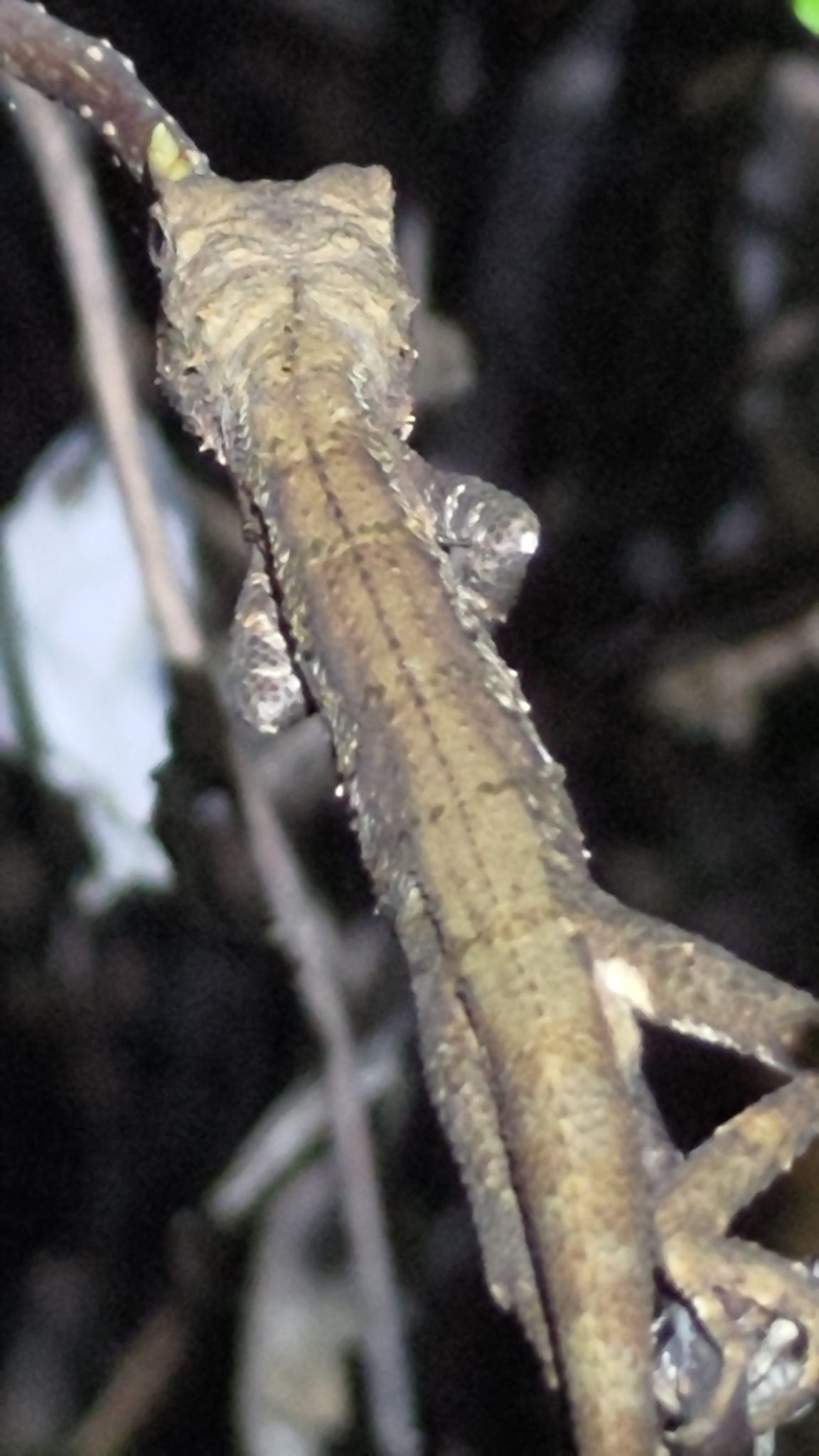 Diploderma brevipes (Gressitt, 1936)