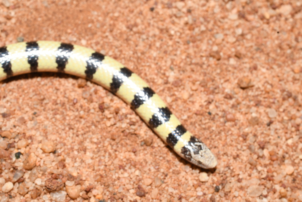 West Coast Banded Snake from Kalbarri National Park WA 6536, Australia ...