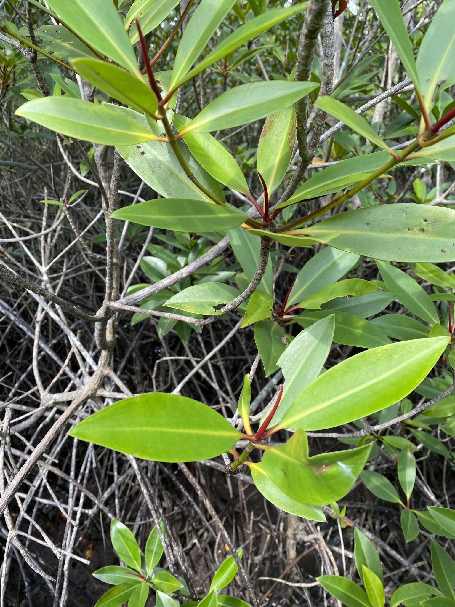 Rhizophora apiculata Blume
