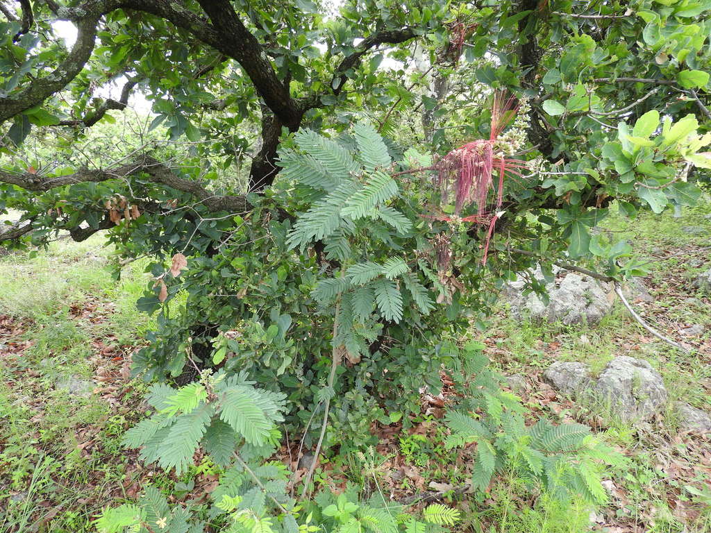 Calliandra houstoniana anomala from Acámbaro, Gto., México on August 28 ...