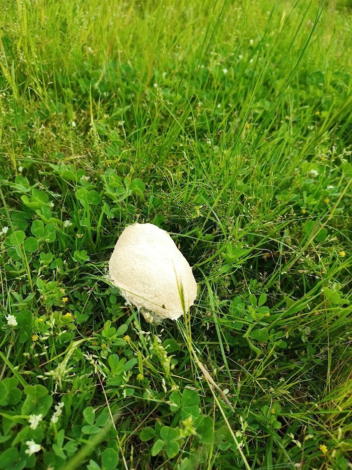 Insects from Kuitpo. Southern Adelaide Hills on October 22, 2022 at 08: ...