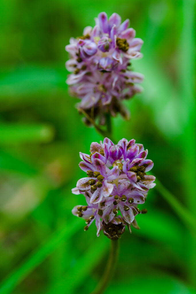 Japanese jacinth in October 2022 by owen688 · iNaturalist