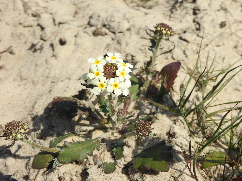 Manulea corymbosa from Cape Farms, Cape Town, South Africa on September ...