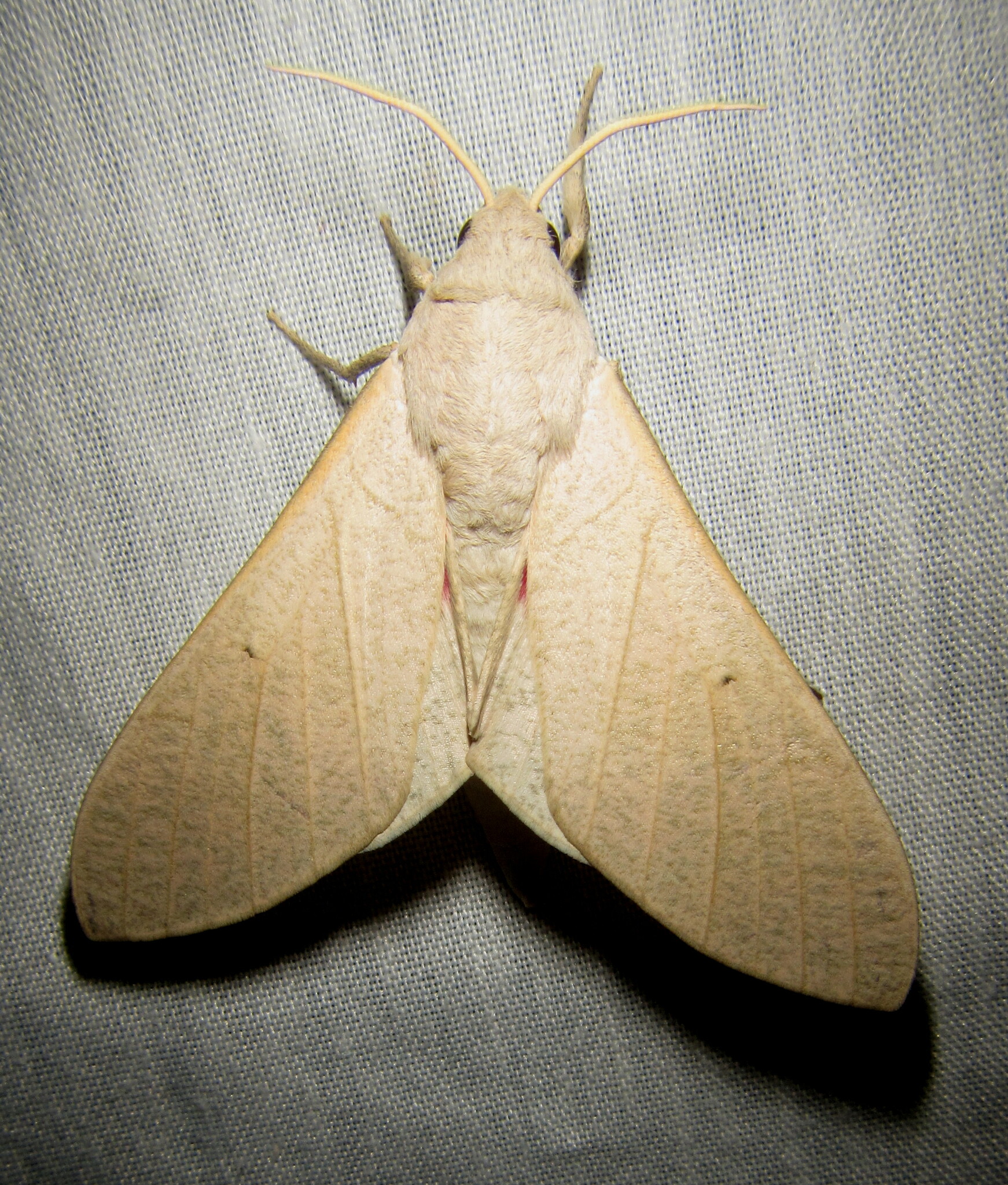 Neoclanis Carcasson, 1968