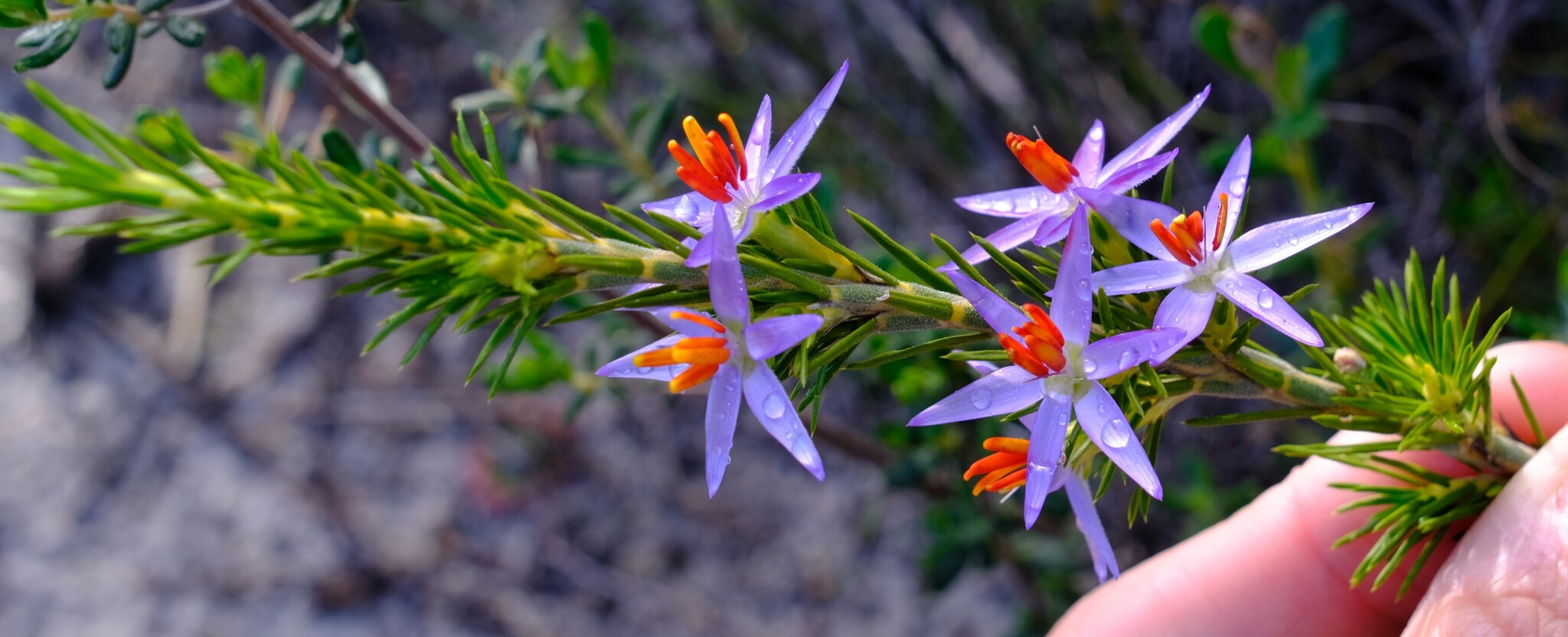 Calectasia narragara R.L.Barrett & K.W.Dixon