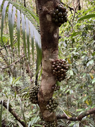 Ficus leptogramma · iNaturalist United Kingdom