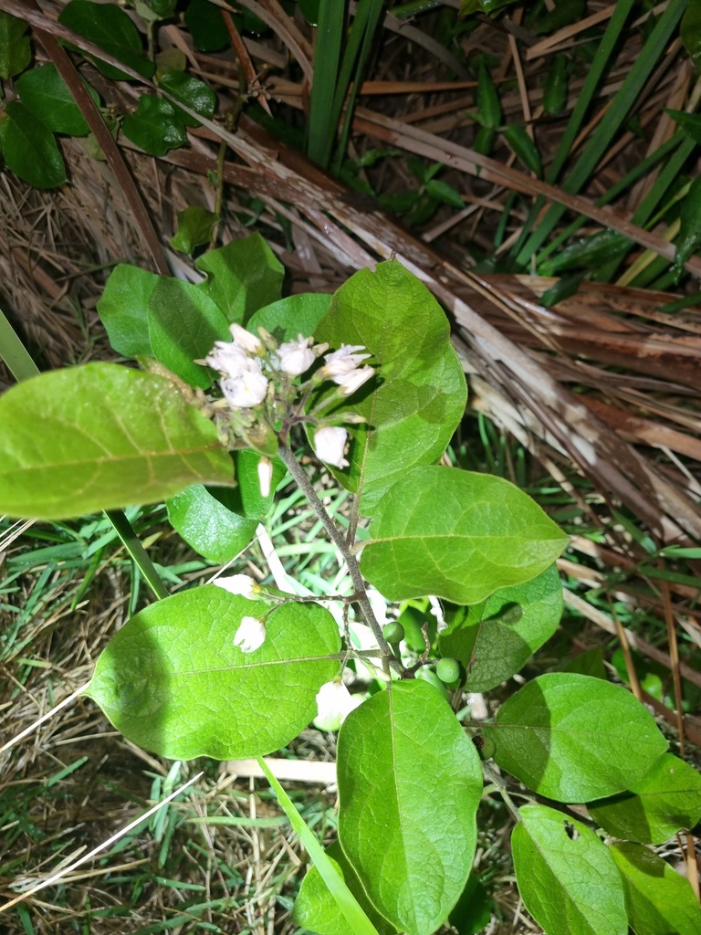 plants from iLembe, KwaZulu-Natal, South Africa on October 04, 2022 at ...