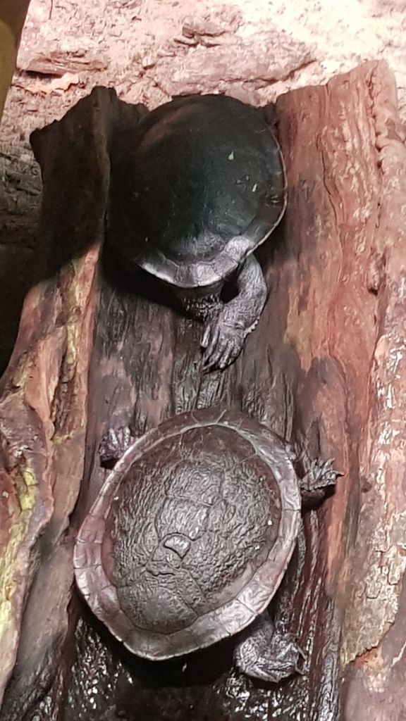 Roti Island Snake-necked Turtle in August 2022 by pampelun. WRsaw zoo ...