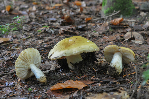 Variety Russula viscida chlorantha · iNaturalist