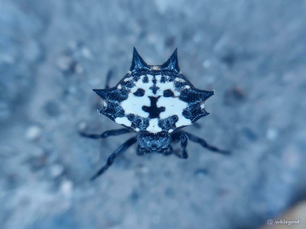 Black-and-white Spiny Spider from 香港藍田 on October 25, 2022 at 01:42 PM ...