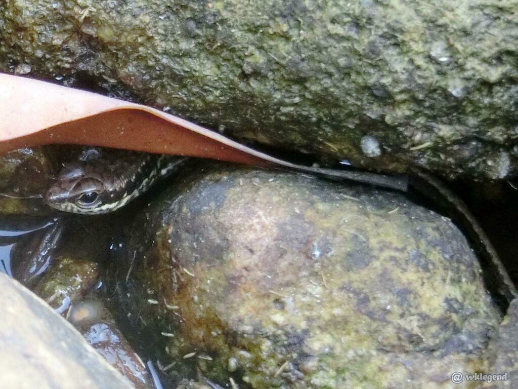 Brown Forest Skink from 香港 on October 26, 2022 at 01:43 PM by wklegend ...